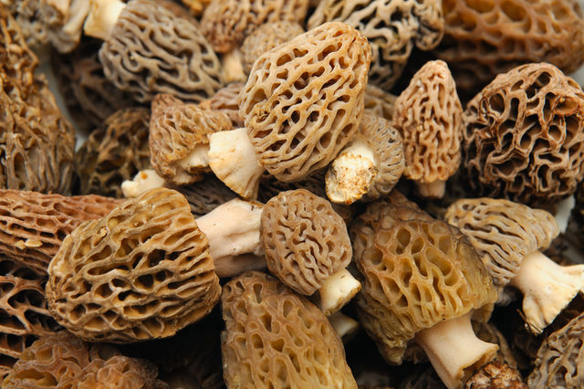 Ciupercile zbârciog (Morchella morel): 5 beneficii pentru sănătate ...
